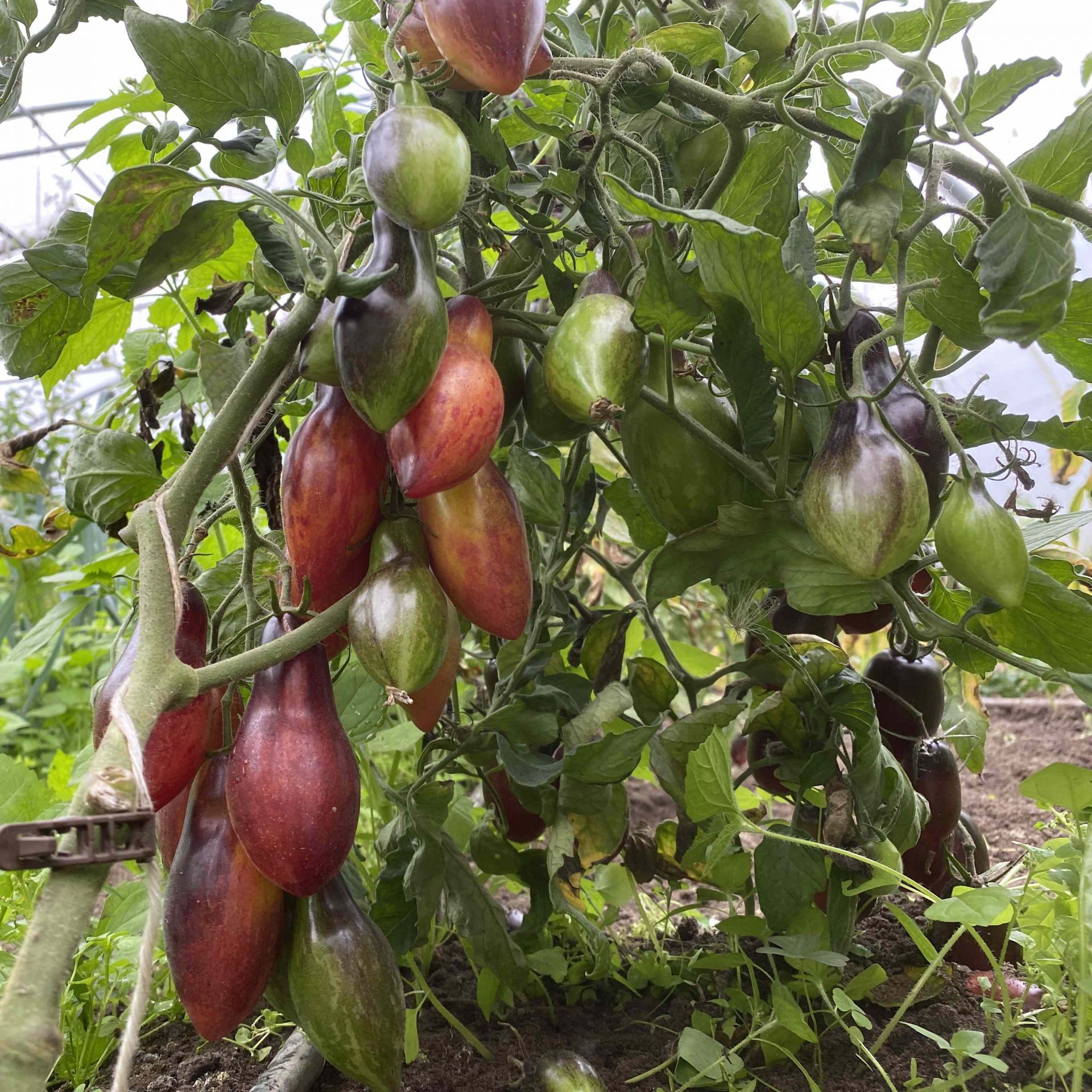 Saatgut / Samen von der Tomate Antho Pink Panther